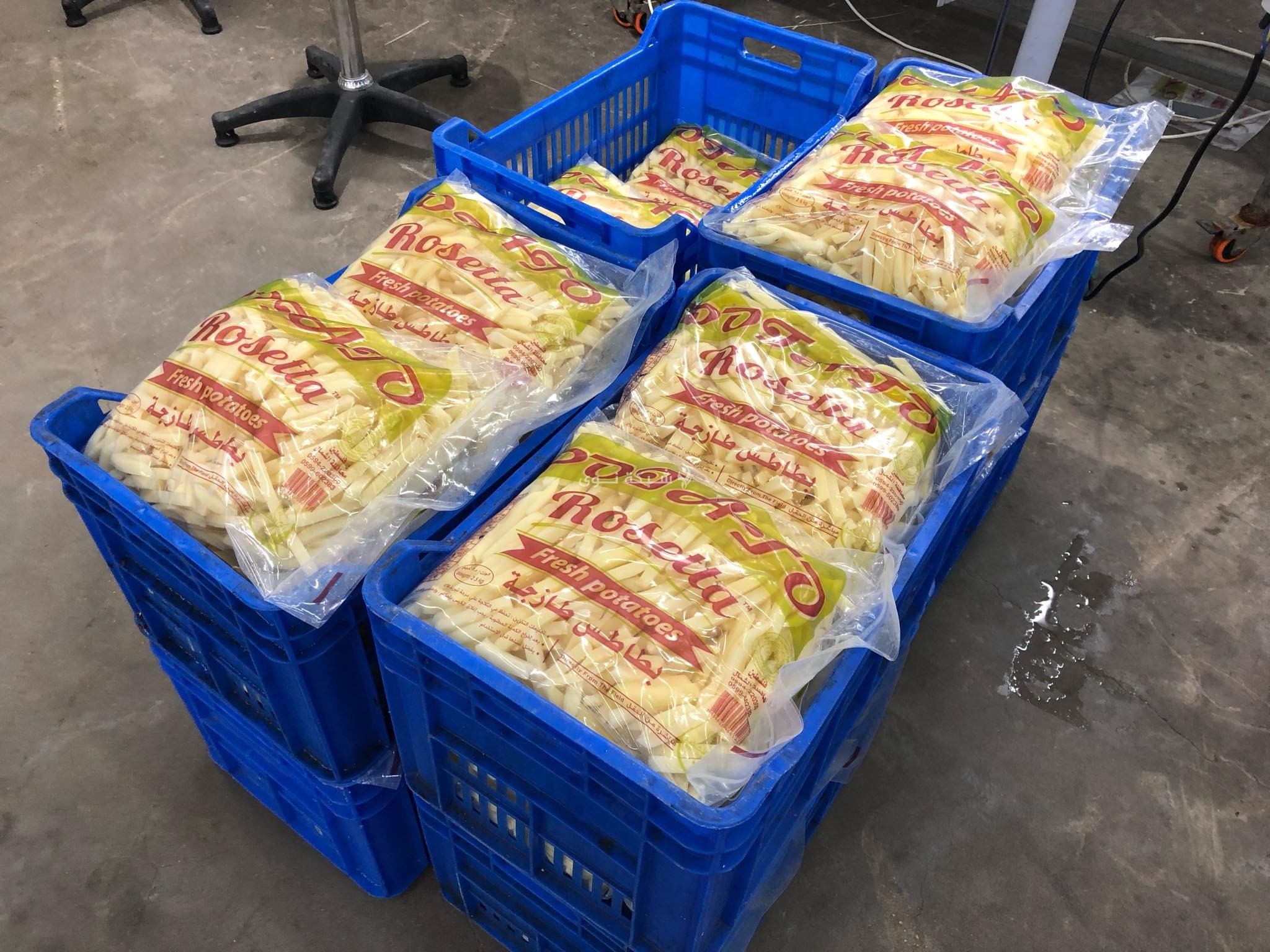 قطاع غزّة.. مصنع لتفريز وتسويق البطاطس بأيادي خريجات! - شبكة نوى، فلسطينيات